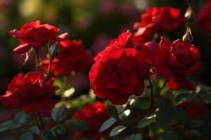 10 Flowers That Represent Energy: Vibrant Blooms - Foliage Friend ...