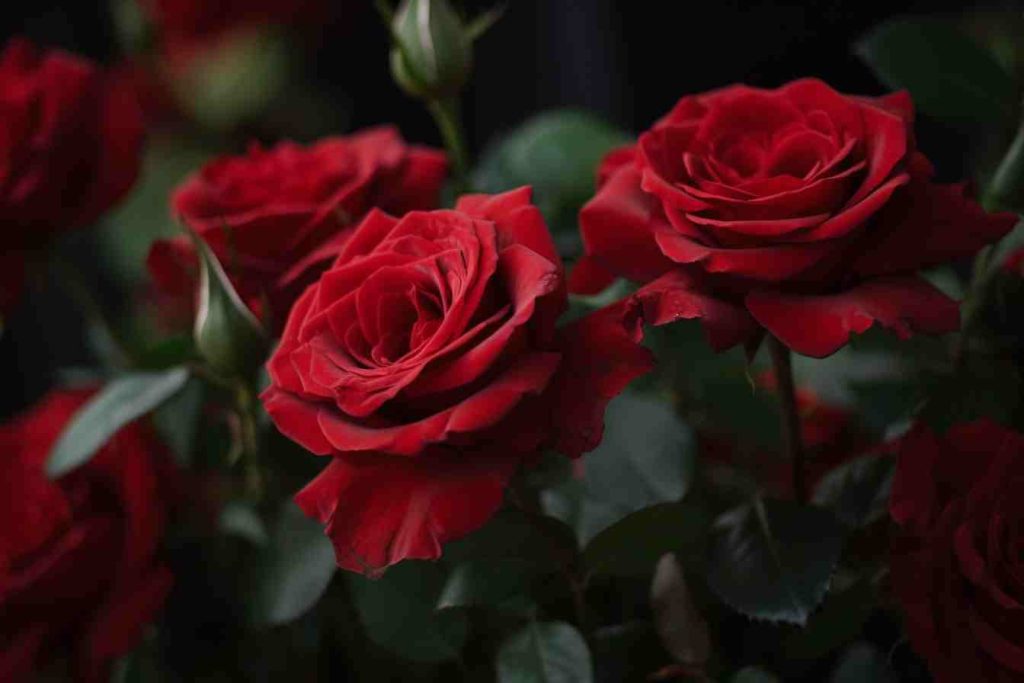 10 Flowers That Represent Blood: From Red Roses To Lillies - Foliage ...