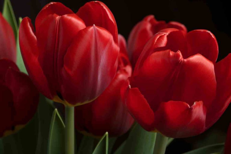 10 Flowers That Represent Blood: From Red Roses To Lillies - Foliage ...