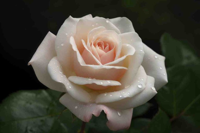 10 Flowers That Represent Taurus: Floral Horoscope - Foliage Friend ...