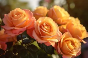 10 Flowers That Represent Fatherhood: Father’s Day Blooms - Foliage ...