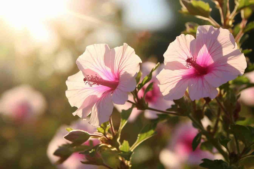29 Flowers That Grow in Full Sun: Discover Vibrant, Sun-Loving Beauties ...