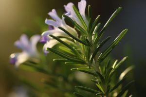10 Flowers That Represent Mourning: Blooms Of Remembrance - Foliage ...