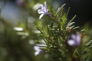 10 Flowers That Represent Empathy: Blooms Of Compassion - Foliage ...