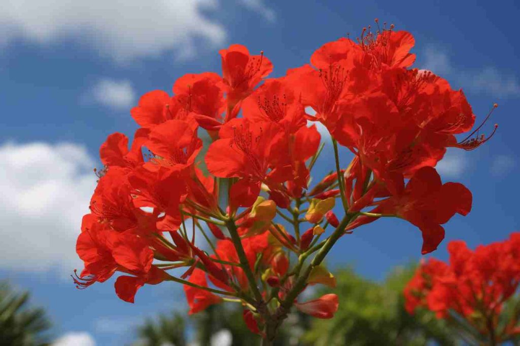 26 Flowers That Grow on Trees: A Delightful Guide to Tree-Blooming ...