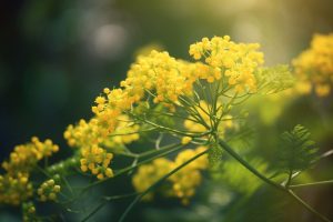 10 Flowers That Represent Regret: Blooms Of Remorse - Foliage Friend ...