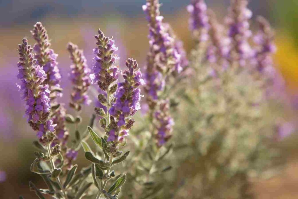 29 Flowers That Grow in Full Sun: Discover Vibrant, Sun-Loving Beauties ...
