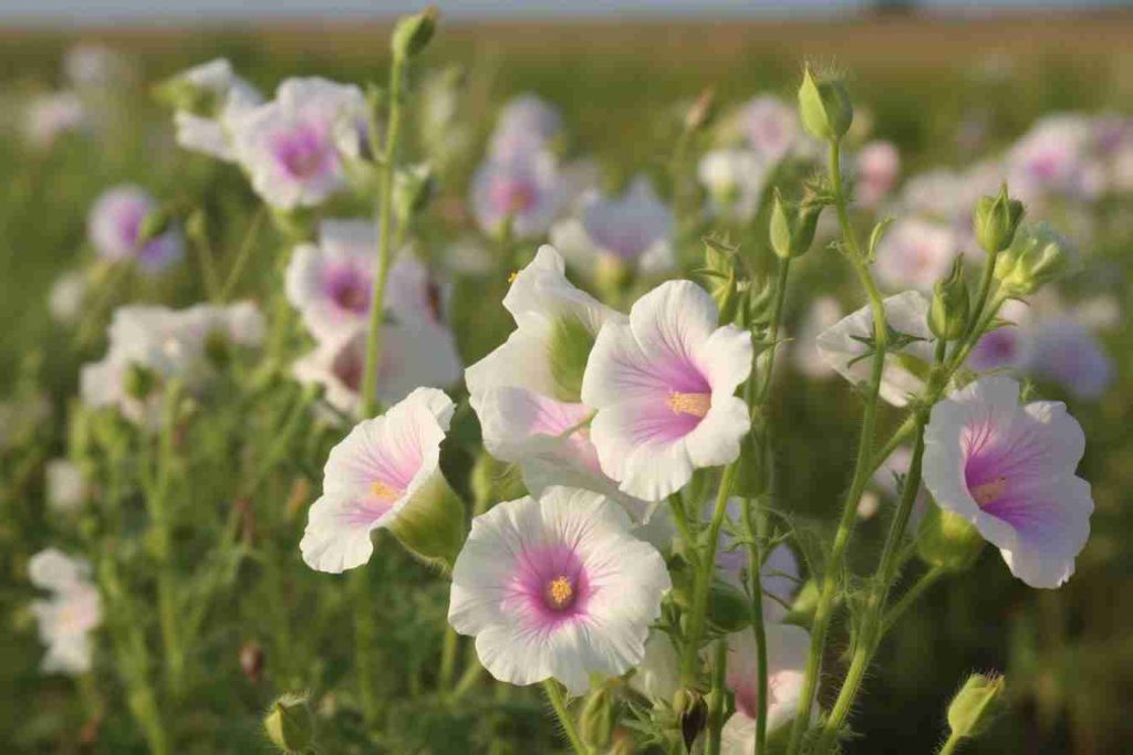20 Flowers That Grow by the Ocean: Your Ultimate Coastal Blooms Guide ...