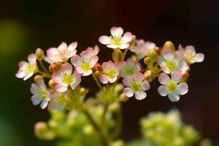 42 Flowers That Grow on Rocks: Discover Remarkable Species for Rock ...