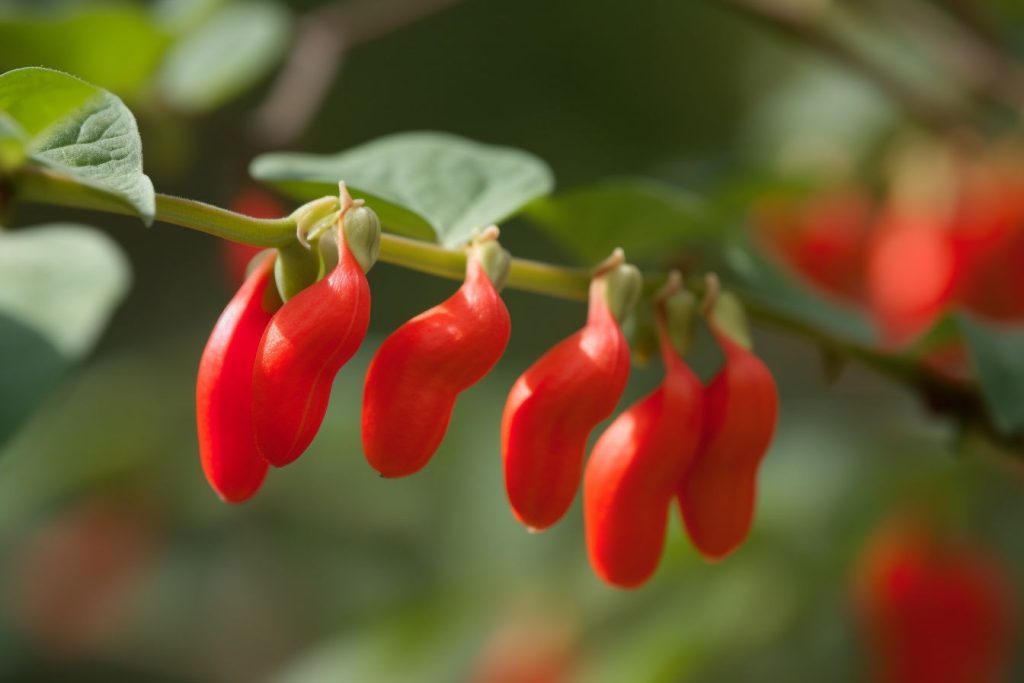 10 Flowers That Represent Good Luck: Blooms Of Fortune - Foliage Friend ...