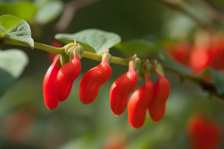 10 Flowers That Represent Good Luck: Blooms Of Fortune - Foliage Friend ...