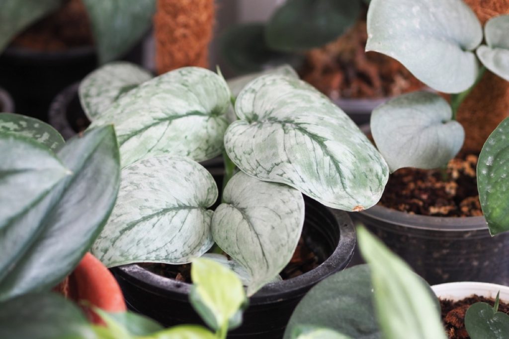 Silver Satin Pothos vs Scindapsus: Key Differences Explained - Foliage ...