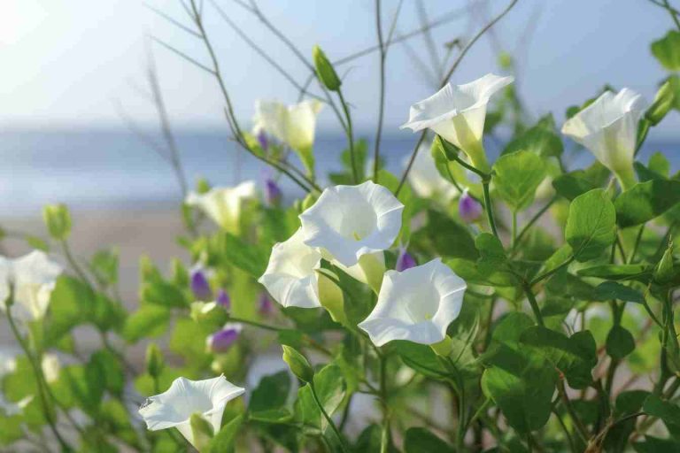 20 Flowers That Grow by the Ocean: Your Ultimate Coastal Blooms Guide ...