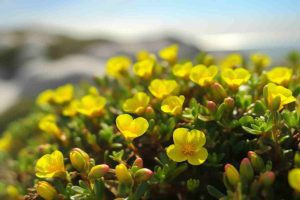 20 Flowers That Grow by the Ocean: Your Ultimate Coastal Blooms Guide ...