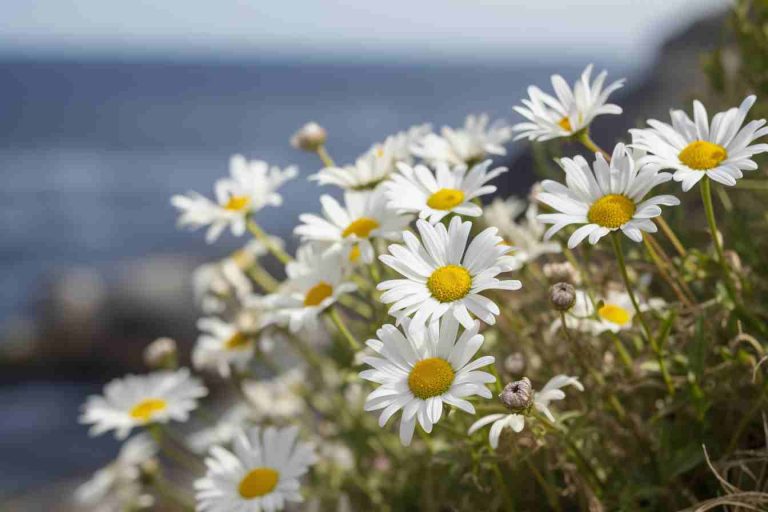 20 Flowers That Grow by the Ocean: Your Ultimate Coastal Blooms Guide ...
