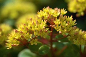 42 Flowers That Grow on Rocks: Discover Remarkable Species for Rock ...