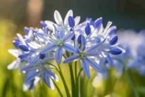 14 Flowers That Grow in Snow: Hardy Winter Bloomers to Brighten Your ...