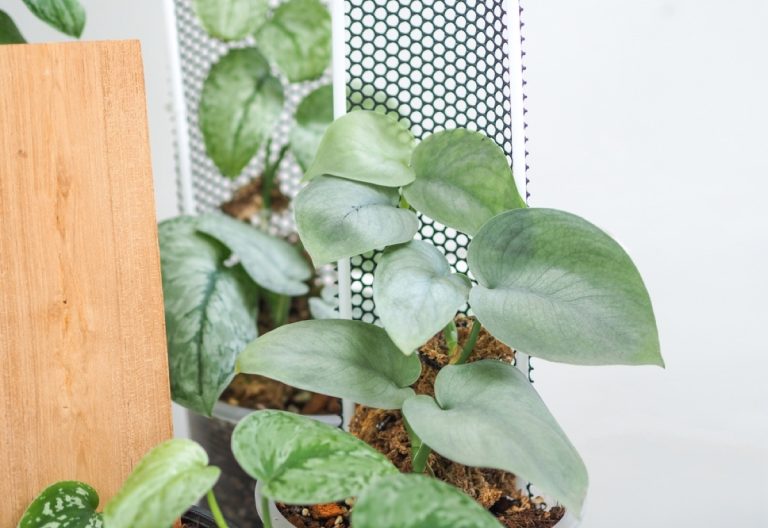 Where Do Pothos Grow in the Wild: Unraveling Their Natural Habitat ...