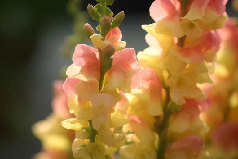 10 Flowers That Represent Perseverance: Never Give Up - Foliage Friend ...