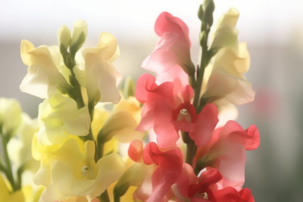 10 Flowers That Represent Personalities: Blooms That Match Your Traits ...