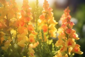 10 Flowers That Represent Memory: Reminder Blooms - Foliage Friend ...
