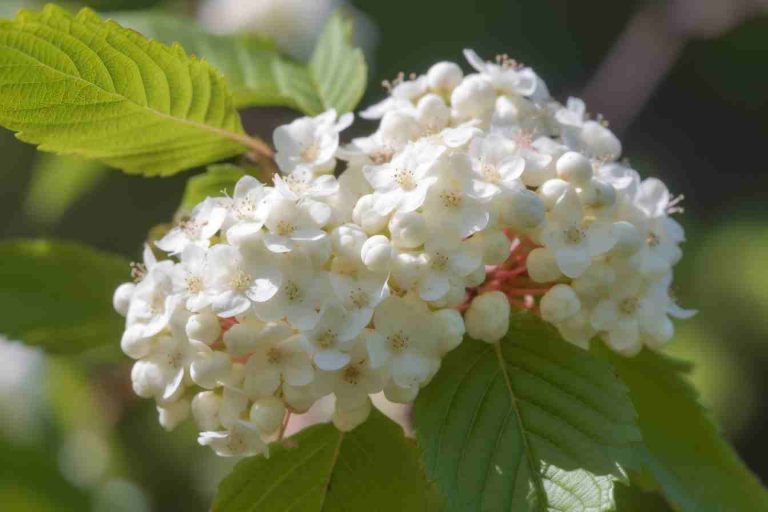 16 Flowers That Grow on Bushes: Your Ultimate Guide to Beautiful Bush ...