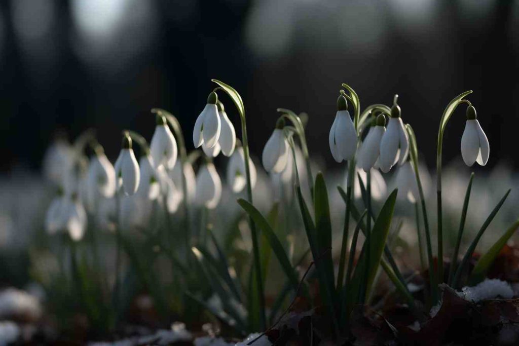 10 Flowers That Represent Silence: Peaceful Blooms - Foliage Friend ...