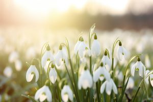 10 Flowers That Represent Elements: Power Of Nature - Foliage Friend ...