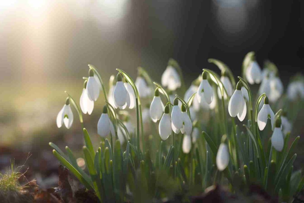 14 Flowers That Grow in Snow: Hardy Winter Bloomers to Brighten Your ...