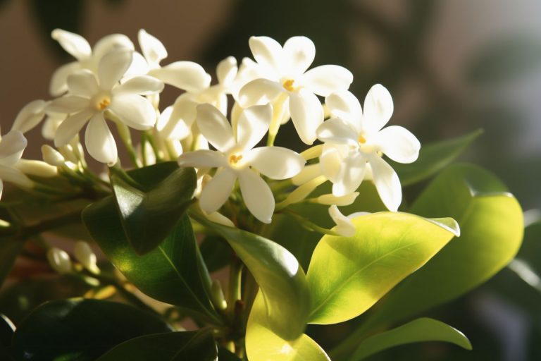 Stephanotis Flower Meaning, Symbolism & Spiritual Significance ...