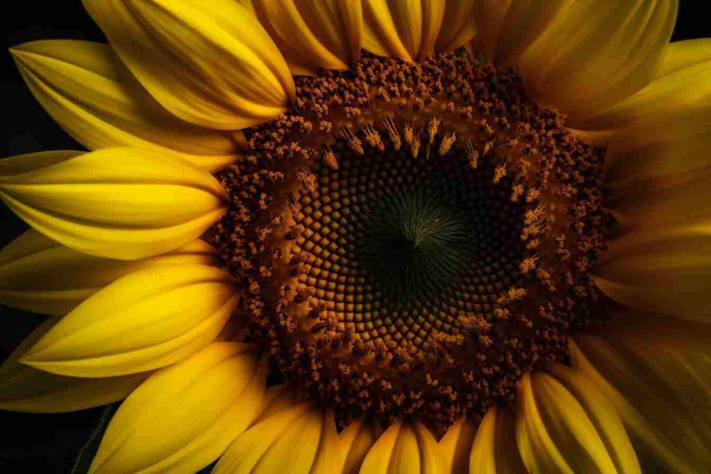 10 Flowers That Represent Reliability: Blossoms You Can Count On ...