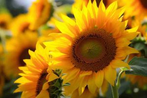 10 Flowers That Represent Connection: Blossoming Bonds - Foliage Friend ...