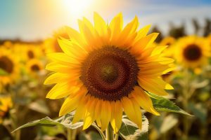 10 Flowers That Represent Strength: Resilient Blooms - Foliage Friend ...