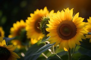 10 Flowers That Represent Light: Shine Bright - Foliage Friend - Learn ...