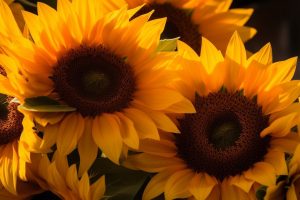 10 Flowers That Represent Divinity: Heavenly Blooms - Foliage Friend ...