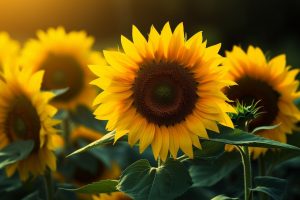 10 Flowers That Represent Strong Women: Powerful Petals - Foliage ...