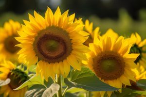 10 Flowers That Represent Prosperity: Unlocking Abundance - Foliage ...