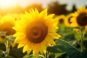 10 Flowers That Represent Female Empowerment: Blooms Of Strength ...