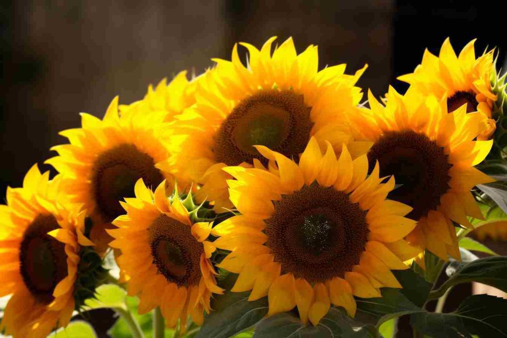 19 Flowers That Grow in Fall: Your Ultimate Guide to Vibrant Autumn ...