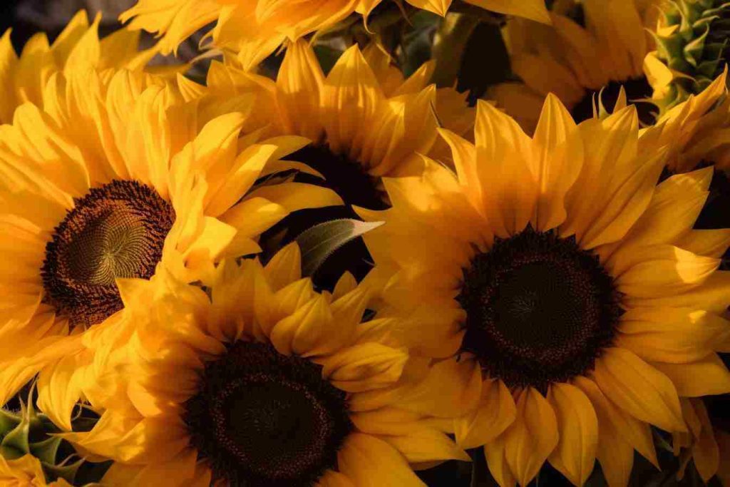 10 Flowers That Represent Self-Love: Bloom With Appreciation - Foliage ...