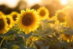 Sunflower Flower Meaning, Symbolism & Spiritual Significance - Foliage ...