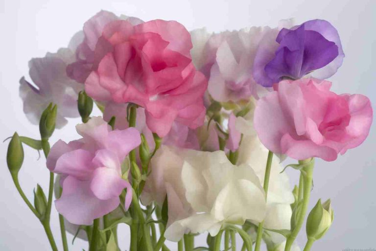 10 Flowers That Represent Gentleness: Tender Blooms - Foliage Friend ...