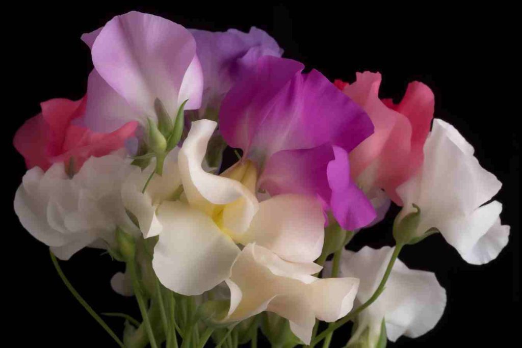 10 Flowers That Represent Courtesy: Bloom With Grace And Manners ...