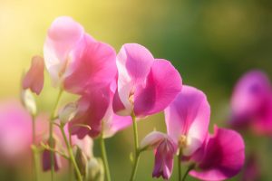 10 Flowers That Represent Empathy: Blooms Of Compassion - Foliage ...