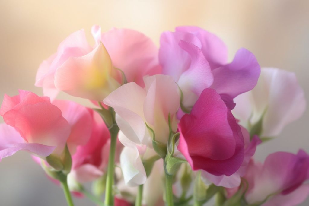 10 Flowers That Represent Appreciation: Blooms That Say Thank You ...
