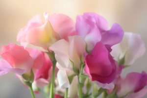 10 Flowers That Represent Appreciation: Blooms That Say Thank You ...