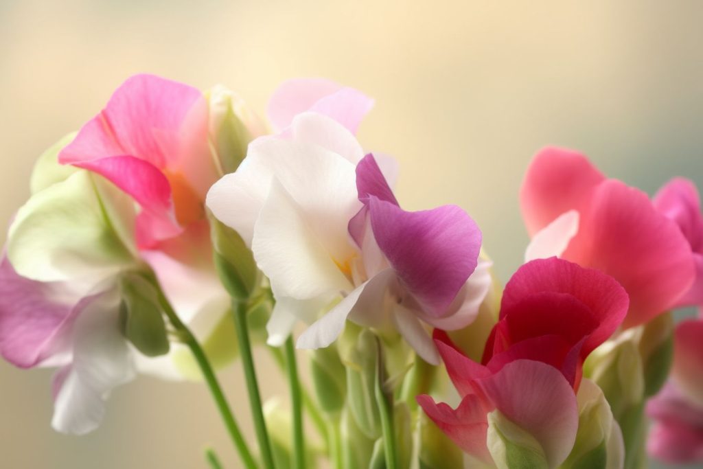 10 Flowers That Represent Heaven: Divine Beauty - Foliage Friend ...