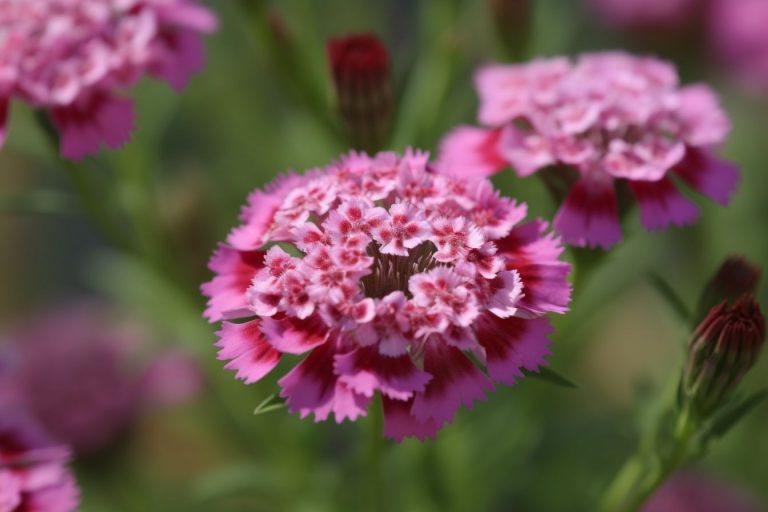 10 Flowers That Represent The Month Of June: The Beauty Of Summer ...
