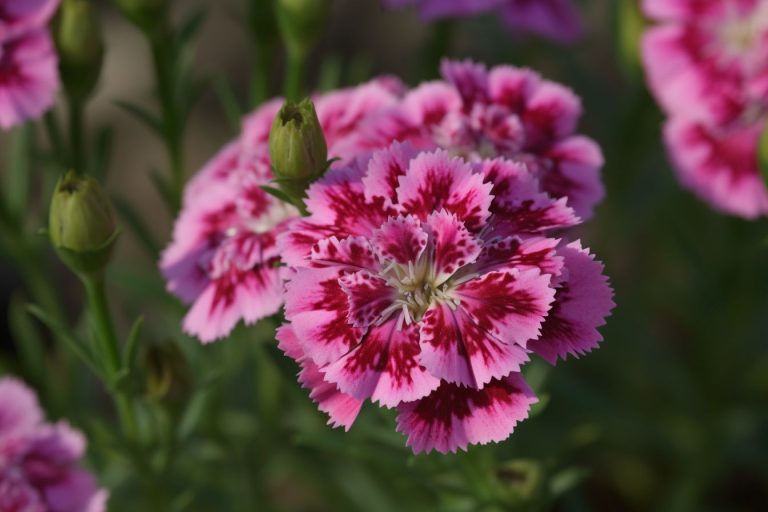 10 Flowers That Represent The Month Of June: The Beauty Of Summer ...