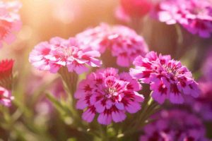 10 Flowers That Represent Fathers: Blooming Love - Foliage Friend ...